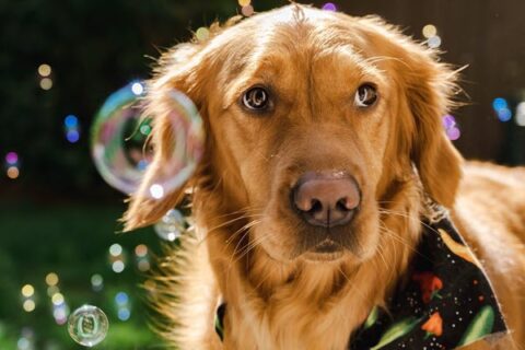 10 fun brain games to try at home for dog enrichment